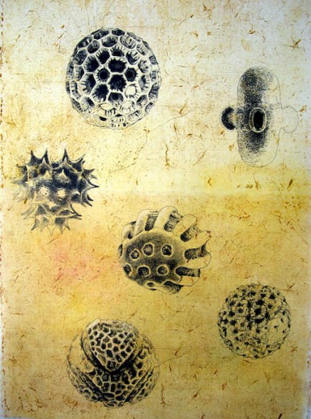 drawing-Pollen_Grains – MaggyAston.com